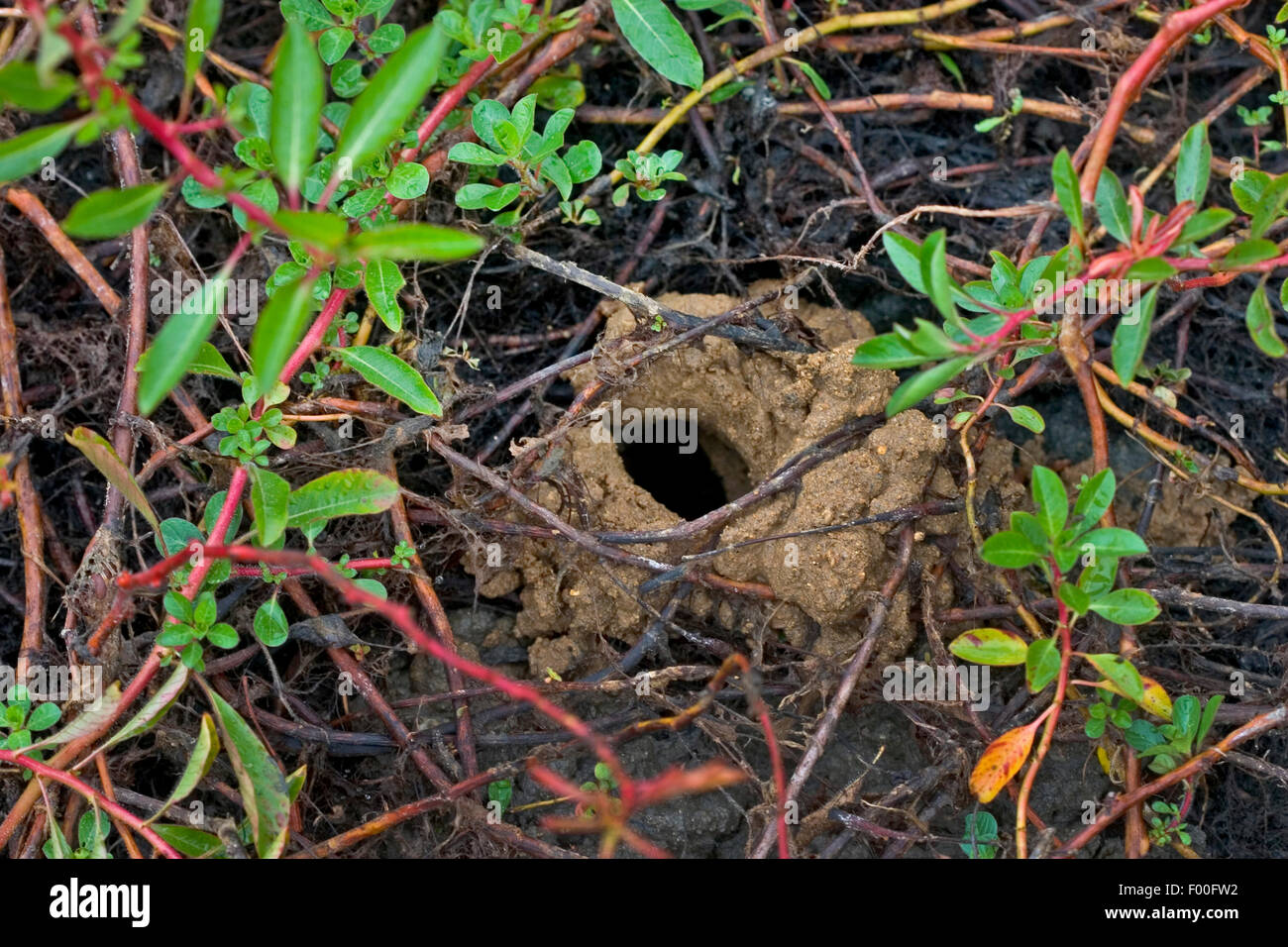 Crayfish burrows hi-res stock photography and images - Alamy