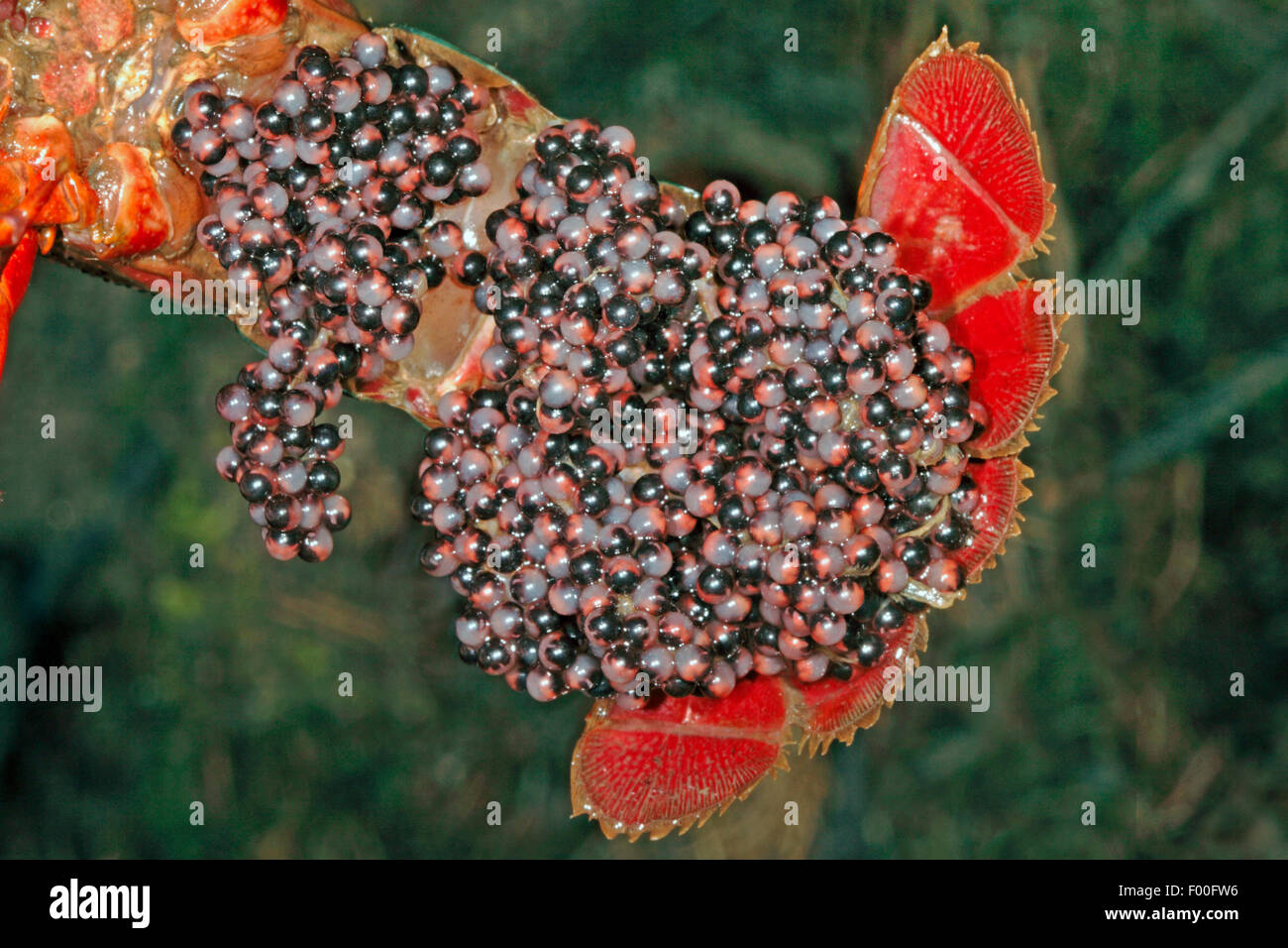 Louisiana red crayfish, red swamp crayfish, Louisiana swamp crayfish ...