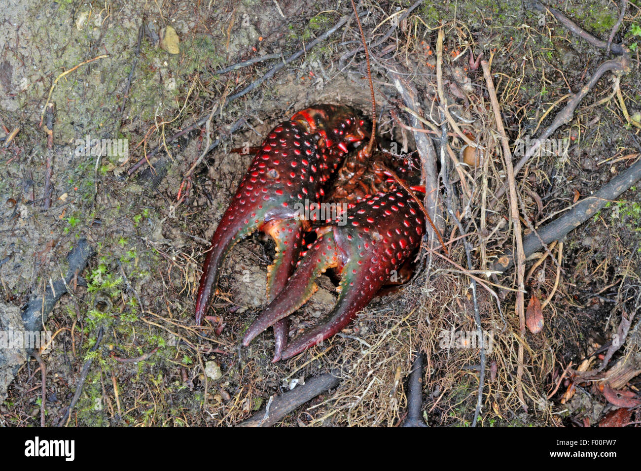 Louisiana red crayfish, red swamp crayfish, Louisiana swamp crayfish ... Louisiana red crayfish, red swamp crayfish, Louisiana swamp crayfish ...