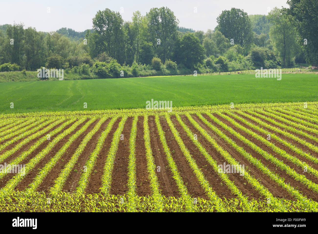 Indian corn, maize (Zea mays), young maize plants on a field, Belgium ...