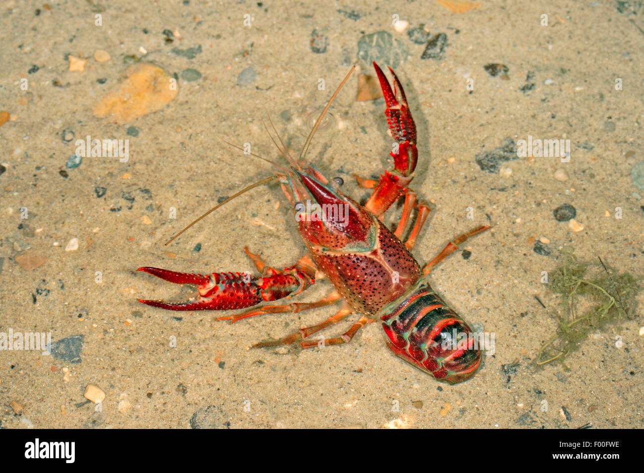 Louisiana red crayfish, red swamp crayfish, Louisiana swamp crayfish ...