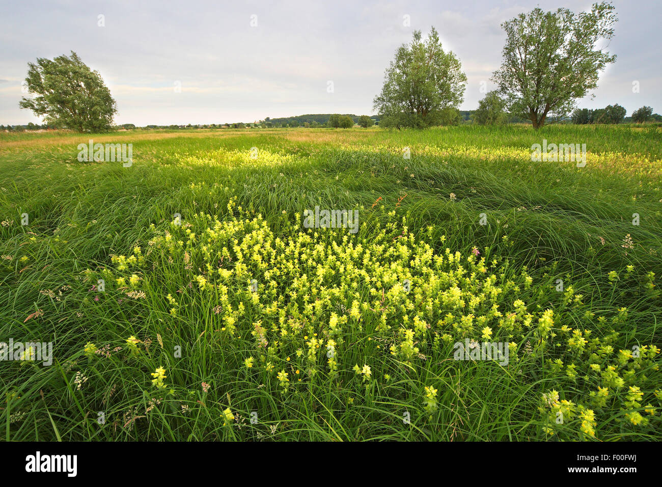 greater yellow-rattle (Rhinanthus angustifolius), flowering meadow with ...