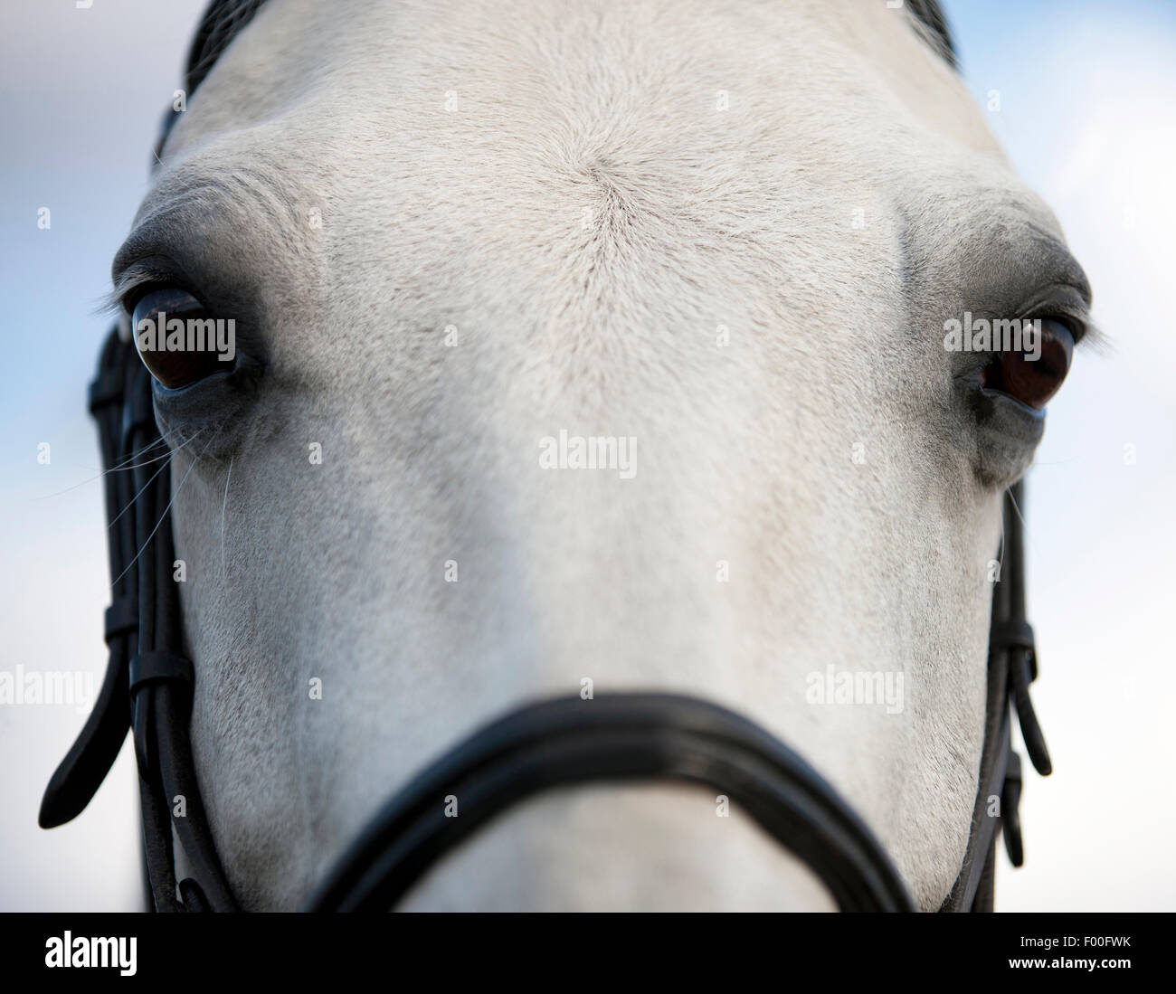 Connemara ponies hi-res stock photography and images - Alamy