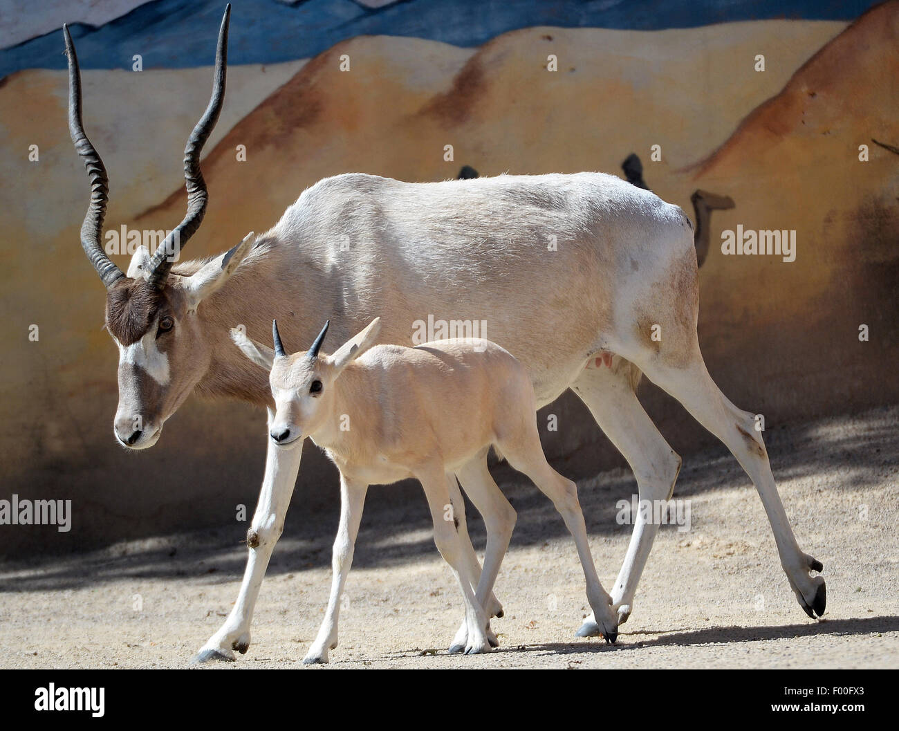 Rare antelopes hi-res stock photography and images - Alamy