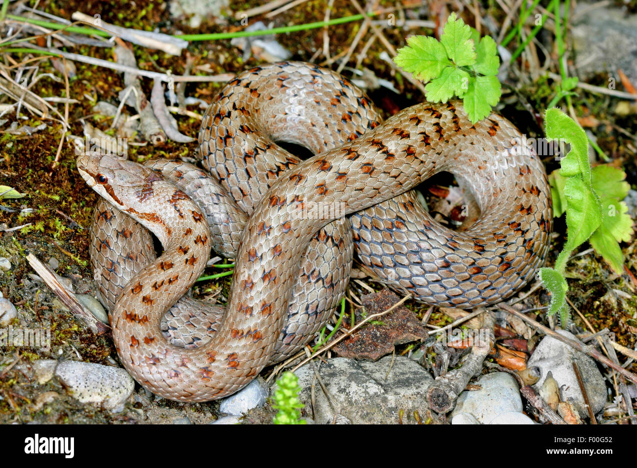 Winding snakes hi-res stock photography and images - Alamy