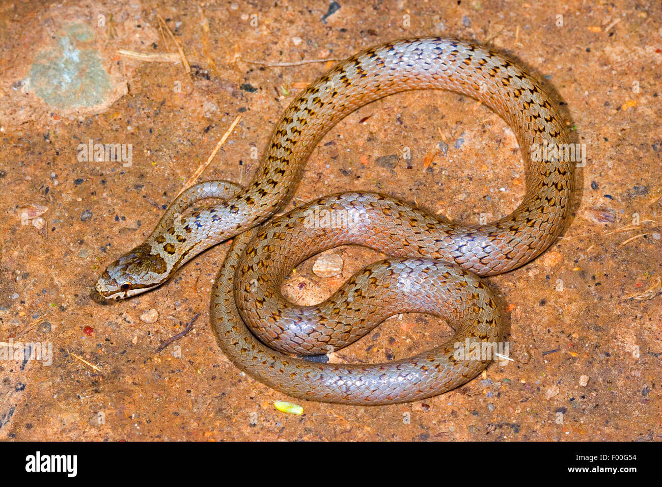 smooth snake (Coronella austriaca), winding on the ground, Germany ...