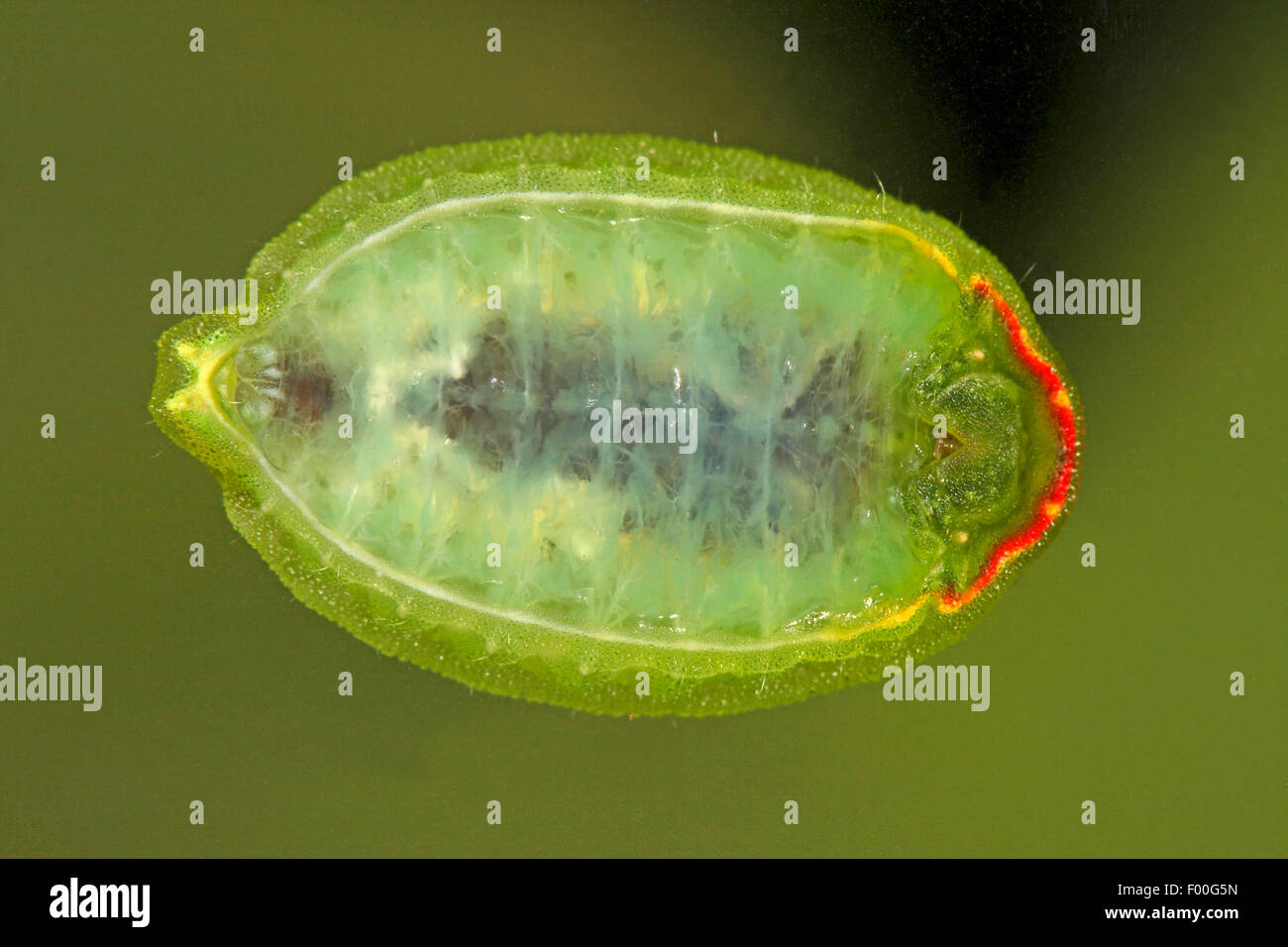 Translucent caterpillar hi-res stock photography and images - Alamy