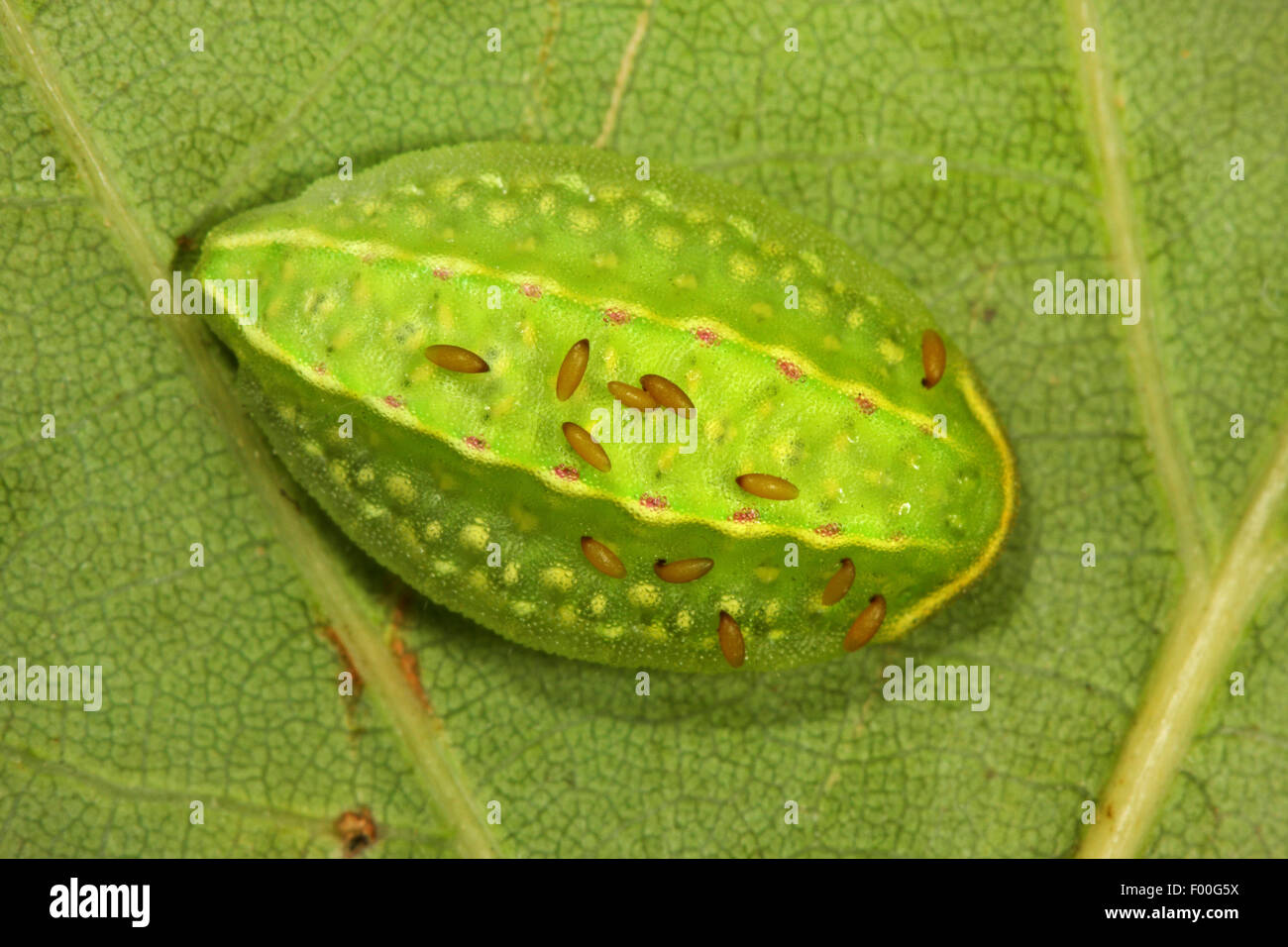 Festoon (Apoda limacodes, Cochlidion limacodes, Apoda avellana ...