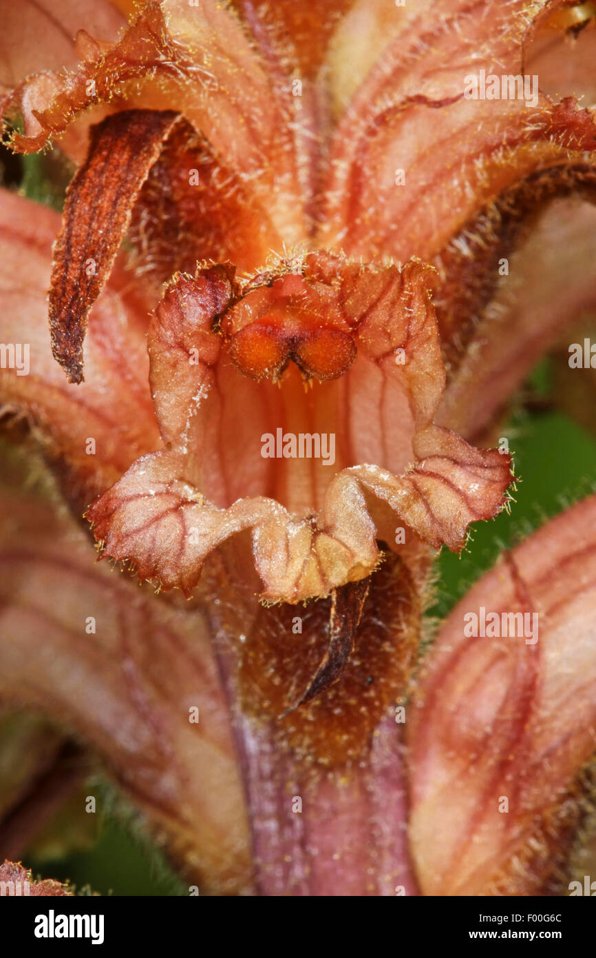 Butterbur broomrape (Orobanche flava), flower, Germany Stock Photo - Alamy