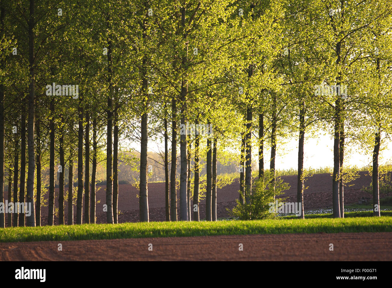 Poplars Stock Photos & Poplars Stock Images - Alamy