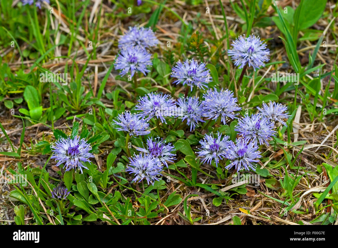 Globe daisy, Leather leaf owder puff, Powderpuff, Heart leaf globe ...