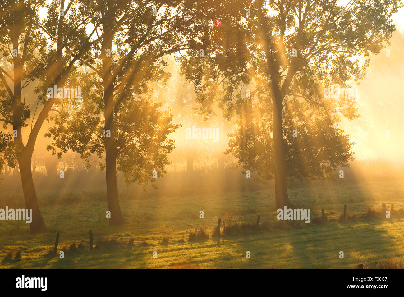 aspen, poplar (Populus spec.), poplars at sunrise and mist, Belgium ...