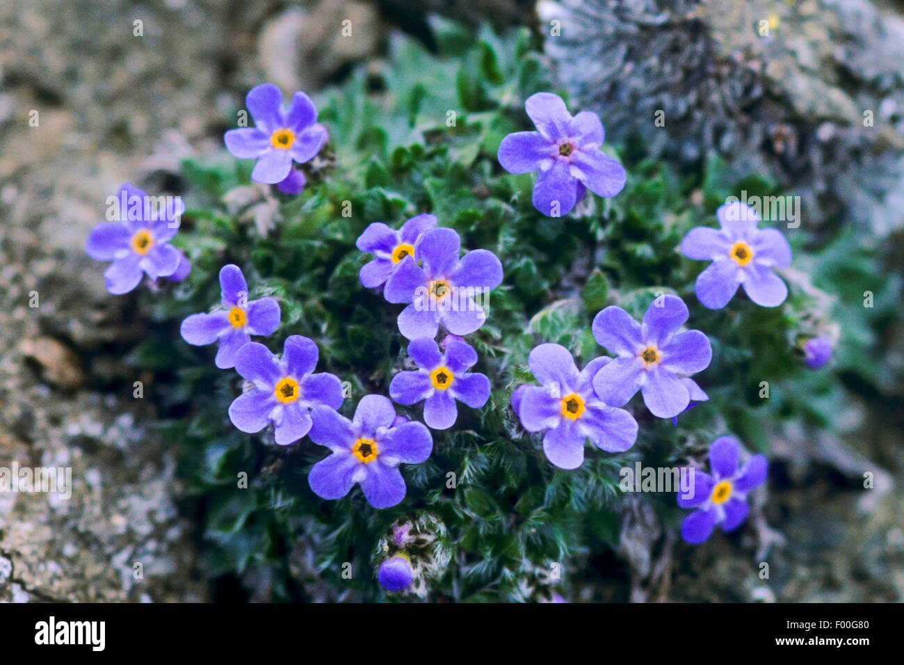 Arctic alpine forget-me-not, Alpine forget-me-not, King of the Alps ...