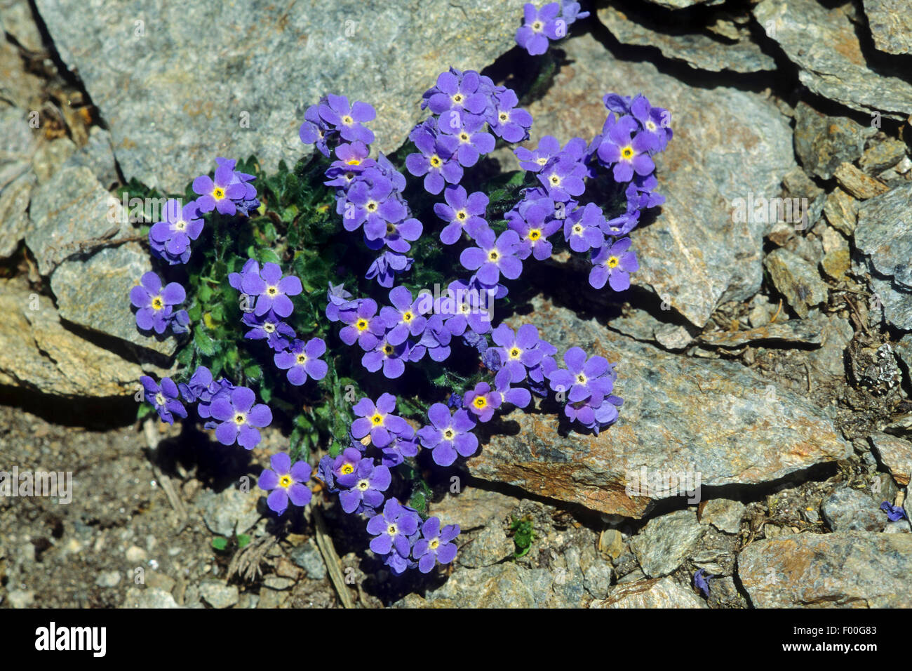 Arctic alpine forget-me-not, Alpine forget-me-not, King of the Alps ...