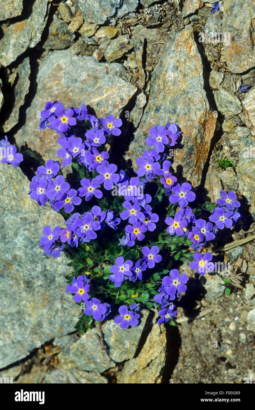Arctic alpine forget-me-not, Alpine forget-me-not, King of the Alps ...