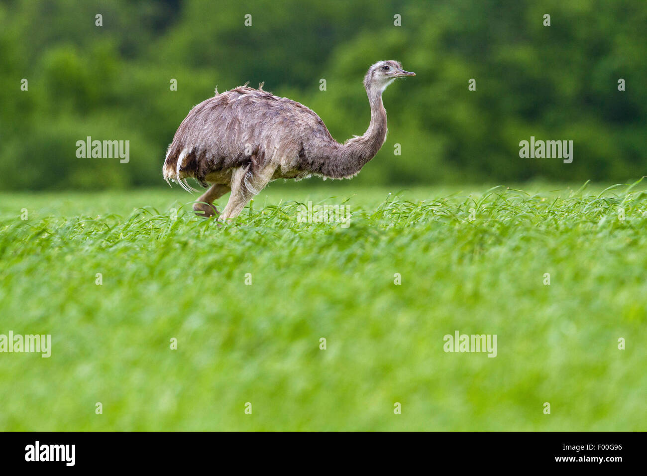 greater rhea (Rhea americana), standing in a corn field, Germany ...