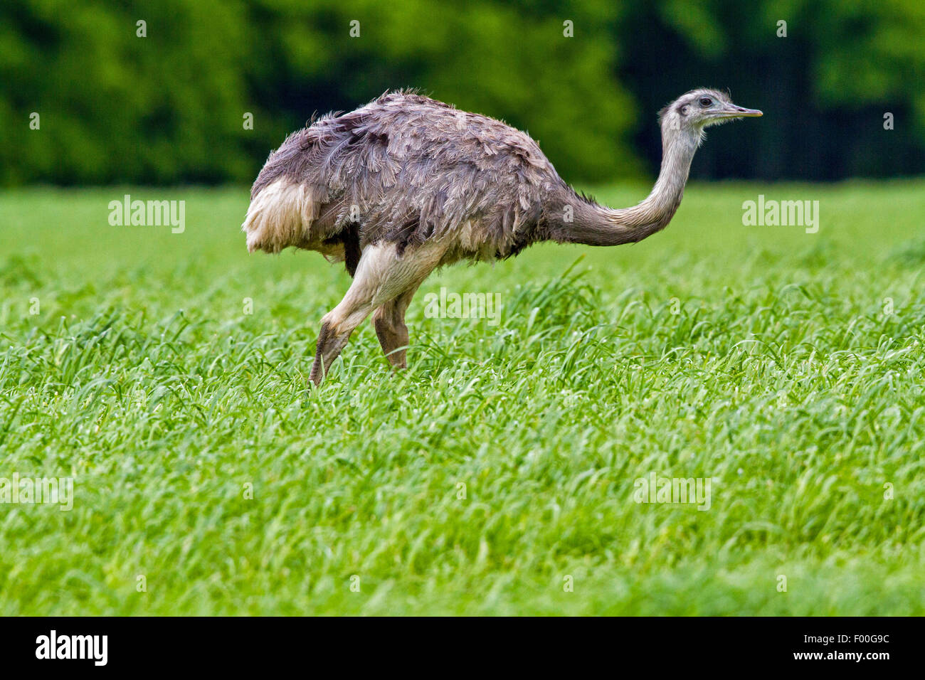 greater rhea (Rhea americana), walking in a corn field, Germany ...