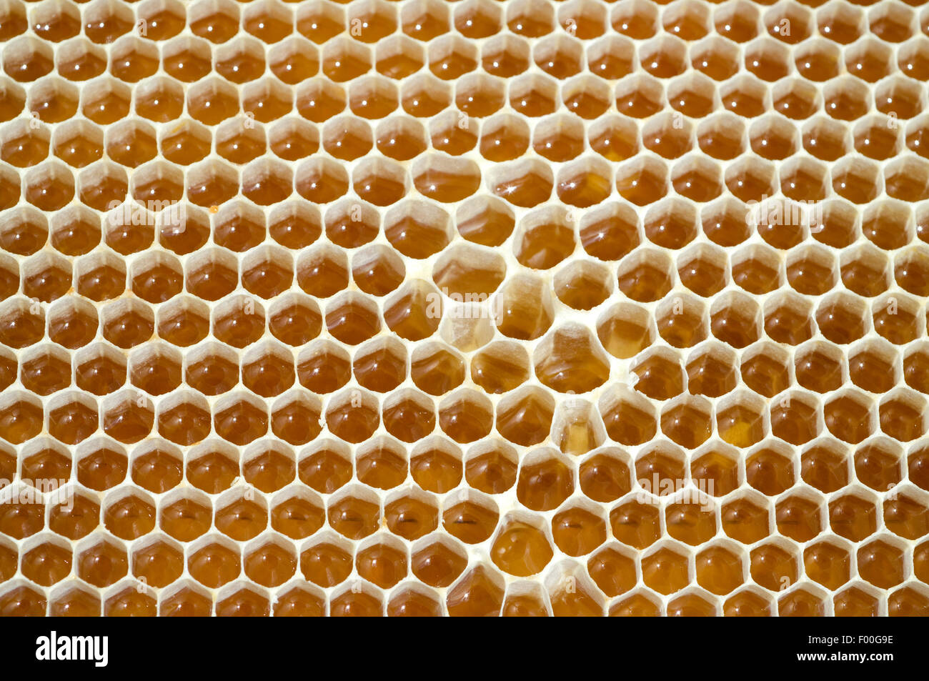 Honigwaben waben bienenwachs wachs bienenstock hi-res stock photography ...