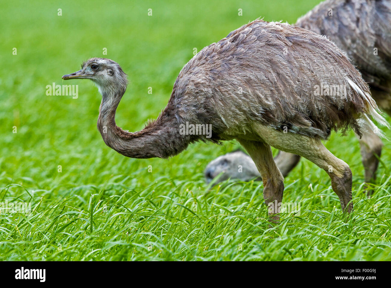 greater rhea (Rhea americana), male and female eating in a corn field ...
