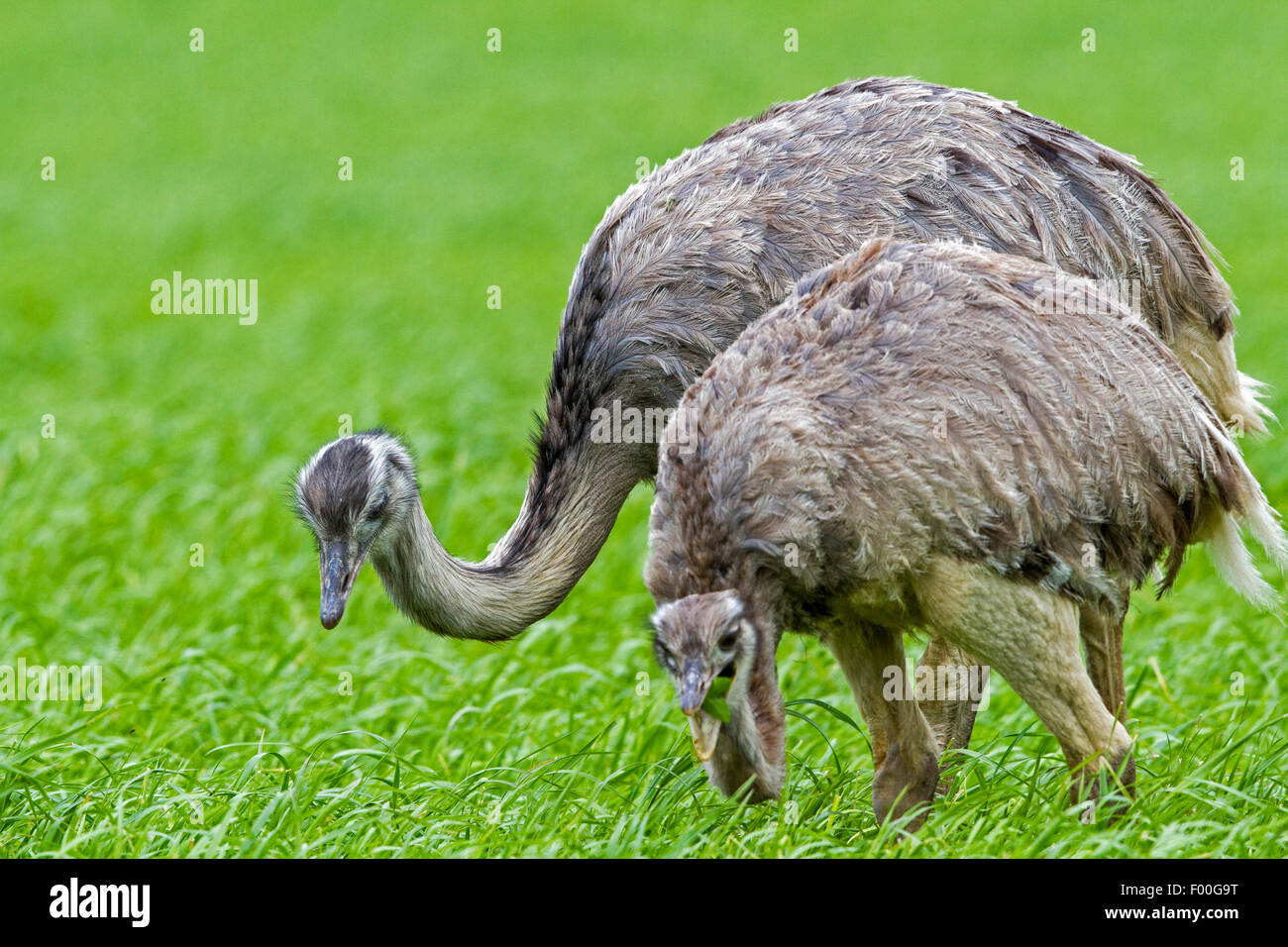 Male rhea hi-res stock photography and images - Alamy