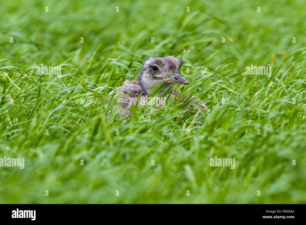 greater rhea (Rhea americana), female breeding in a cornfield, Germany ...