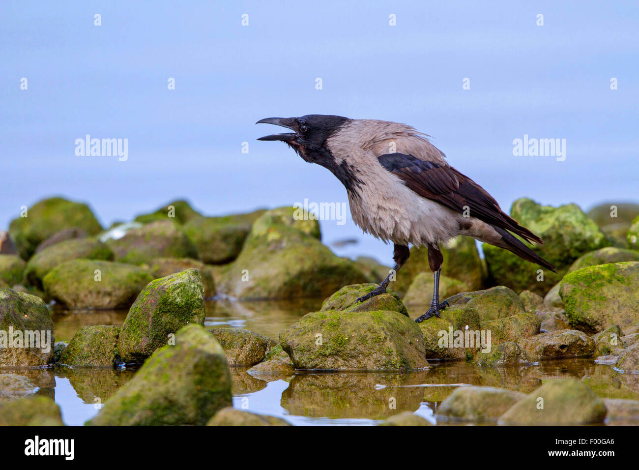 Hooded crow (Corvus corone cornix, Corvus cornix), sitting on stones at ...
