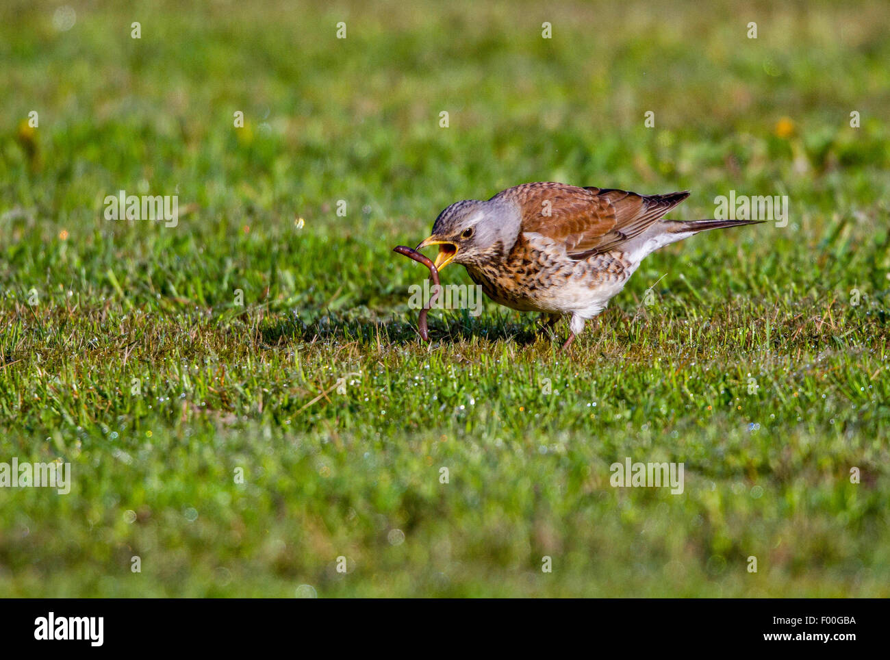 Bird eating worms hi-res stock photography and images - Alamy