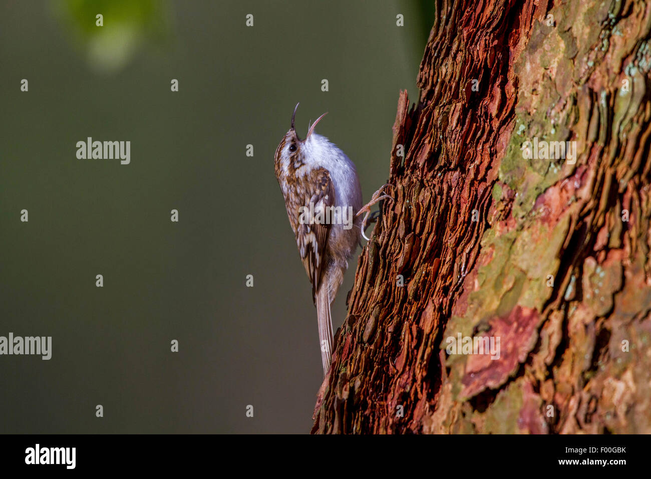 Trunk calls hi-res stock photography and images - Alamy