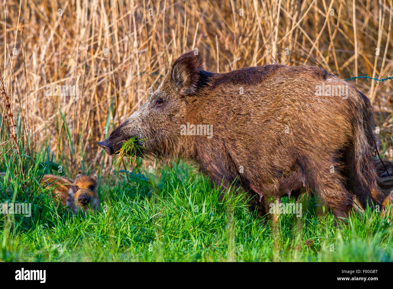 wild boar, pig, wild boar (Sus scrofa), wild sow with shoats during ...