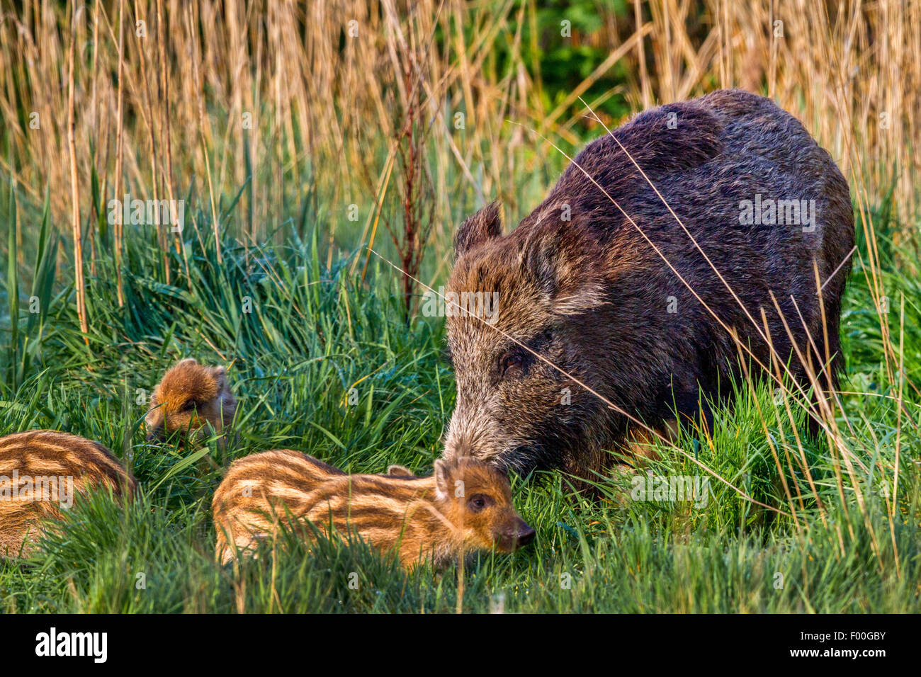 wild boar, pig, wild boar (Sus scrofa), wild sow with shoats during ...