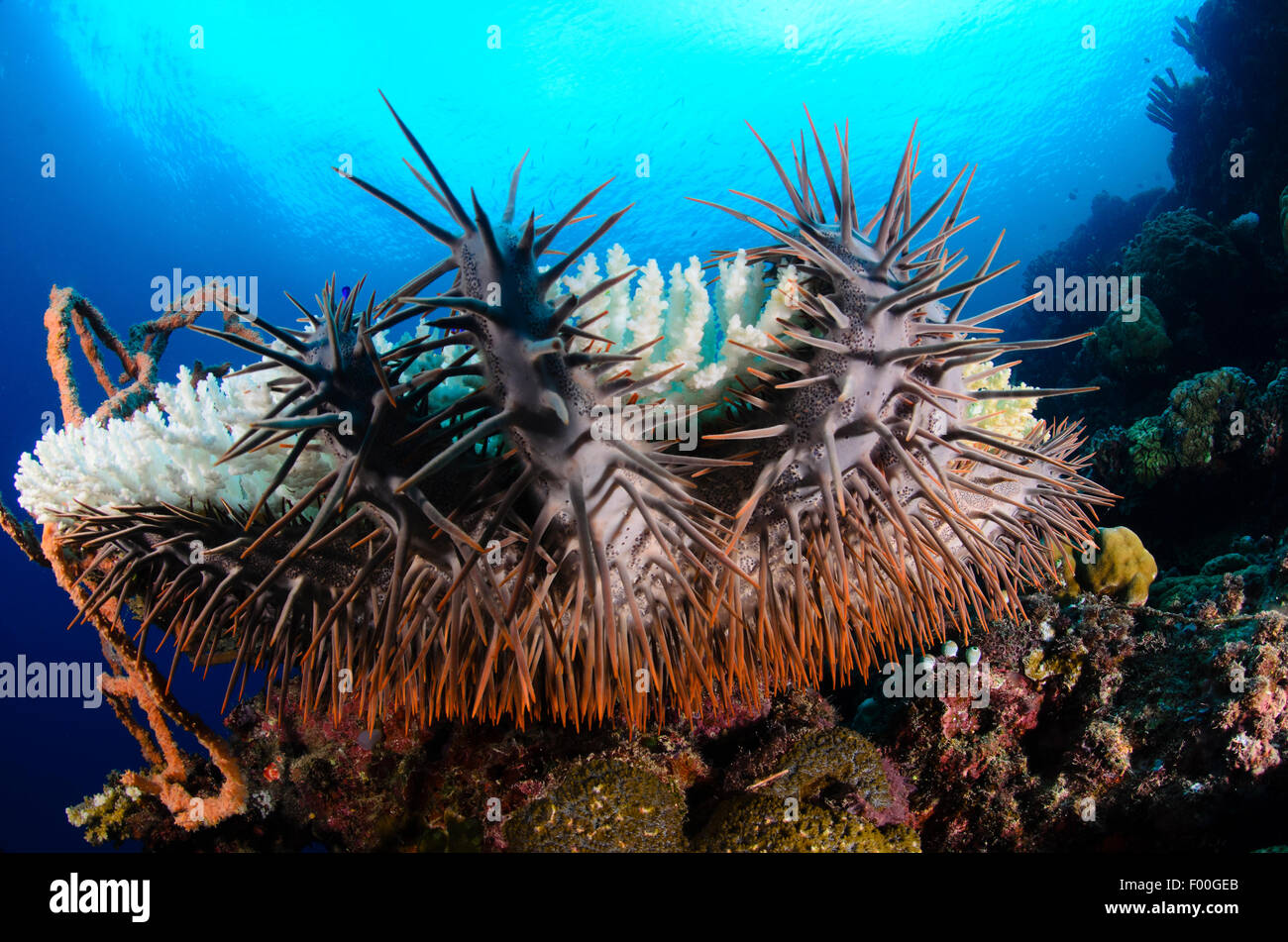 Crown of thorns dead hi-res stock photography and images - Alamy