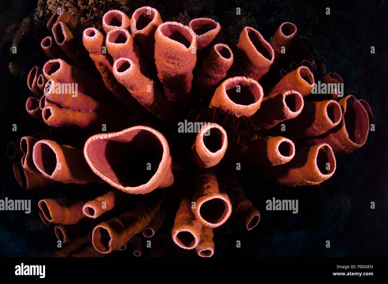 Filum Porifera PPT What Is A Sponge? PowerPoint Presentation, Free