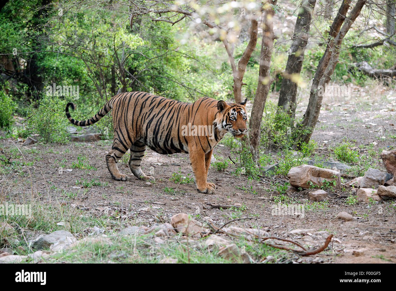 The image of Tiger T-24 was taken in Ranthambore national park-India ...