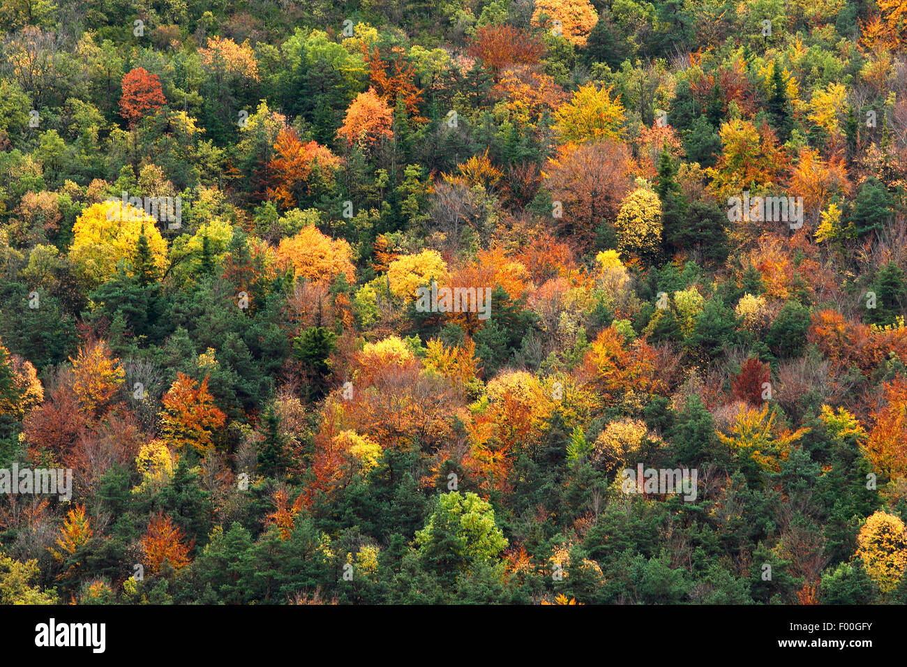 Oak forest france hi-res stock photography and images - Alamy