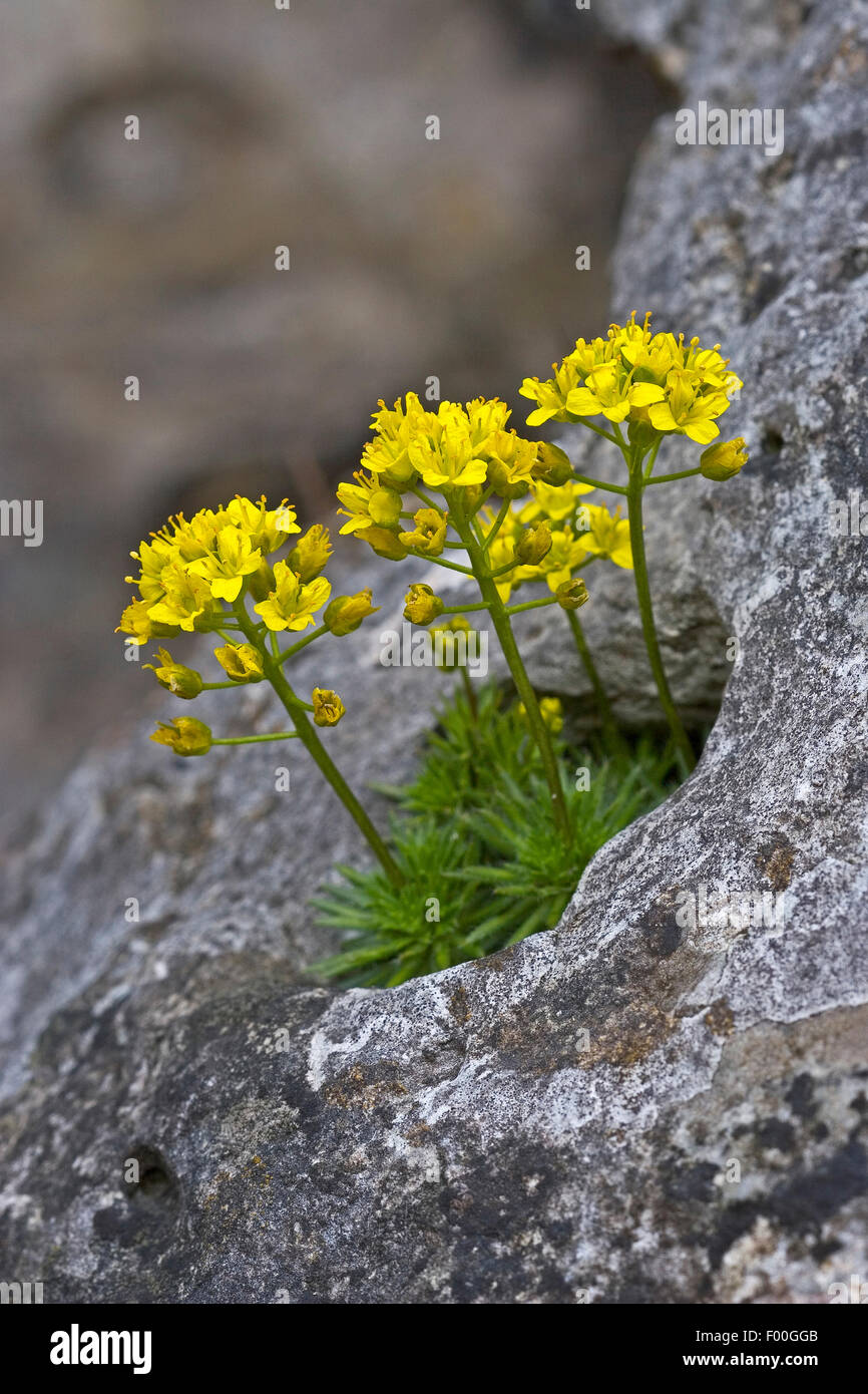 Yellow whitlowgrass (Draba aizoides), blooming in a rock crevice ...