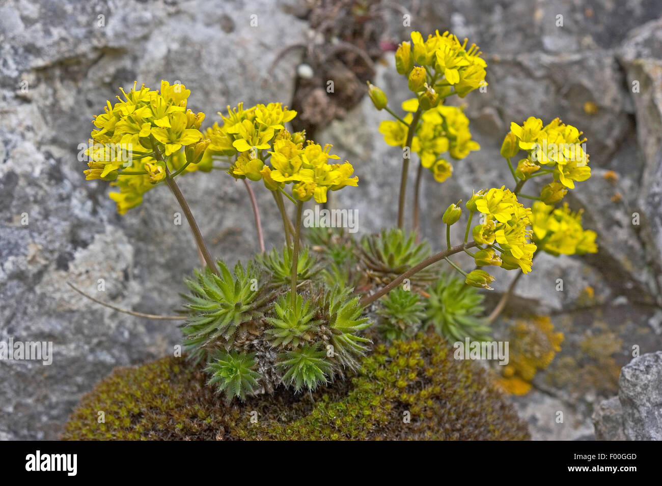 Yellow whitlowgrass (Draba aizoides), blooming in a rock crevice ...
