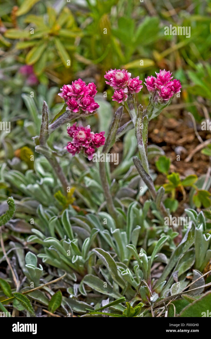Stoloniferous pussytoes antennaria dioica hi-res stock photography and ...