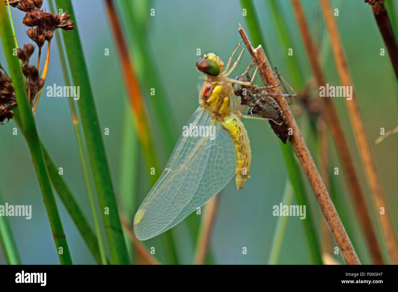 black sympetrum (Sympetrum danae), larva hatches out of its larval skin ...
