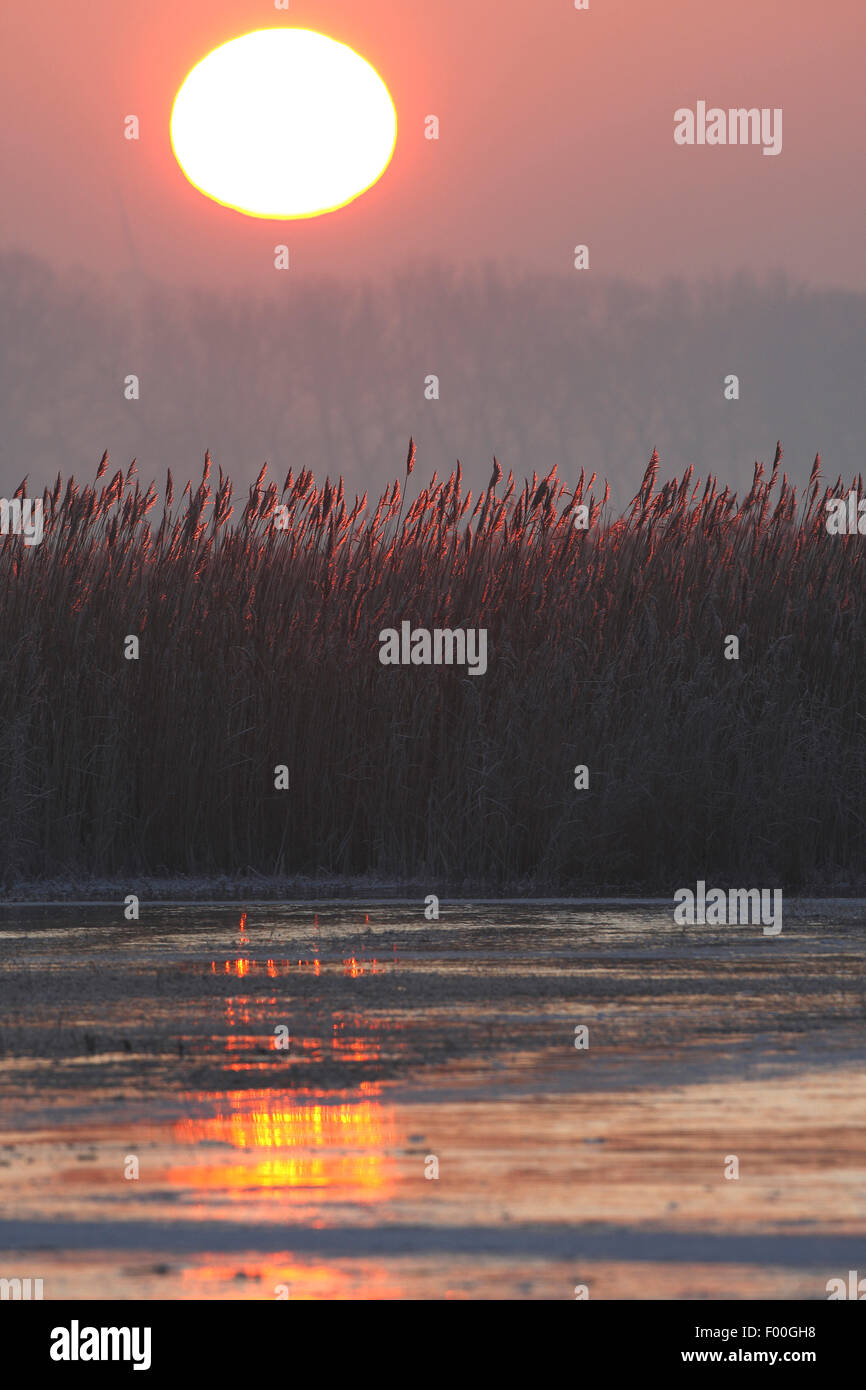 reed grass, common reed (Phragmites communis, Phragmites australis ...