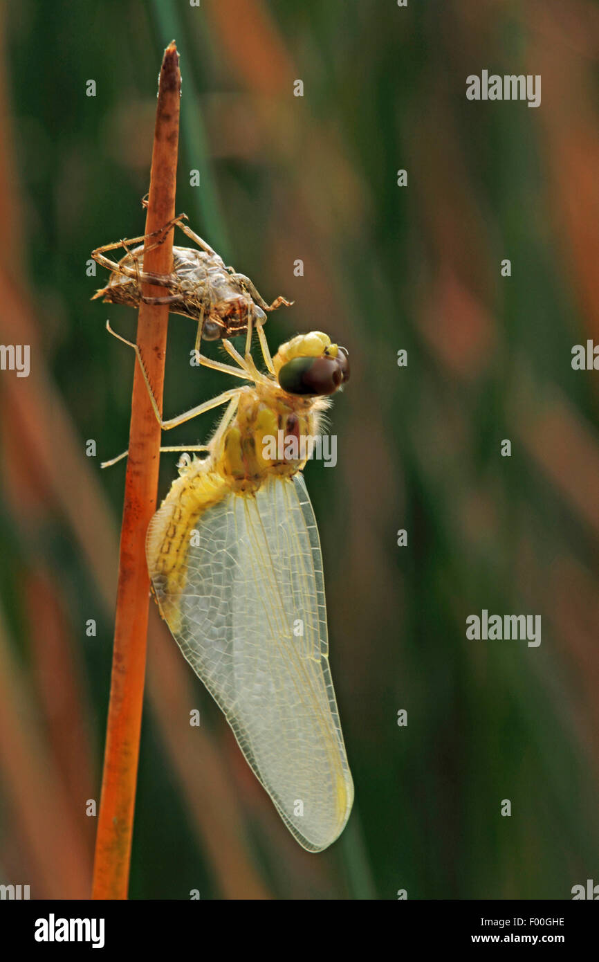 black sympetrum (Sympetrum danae), larva hatches out of its larval skin ...
