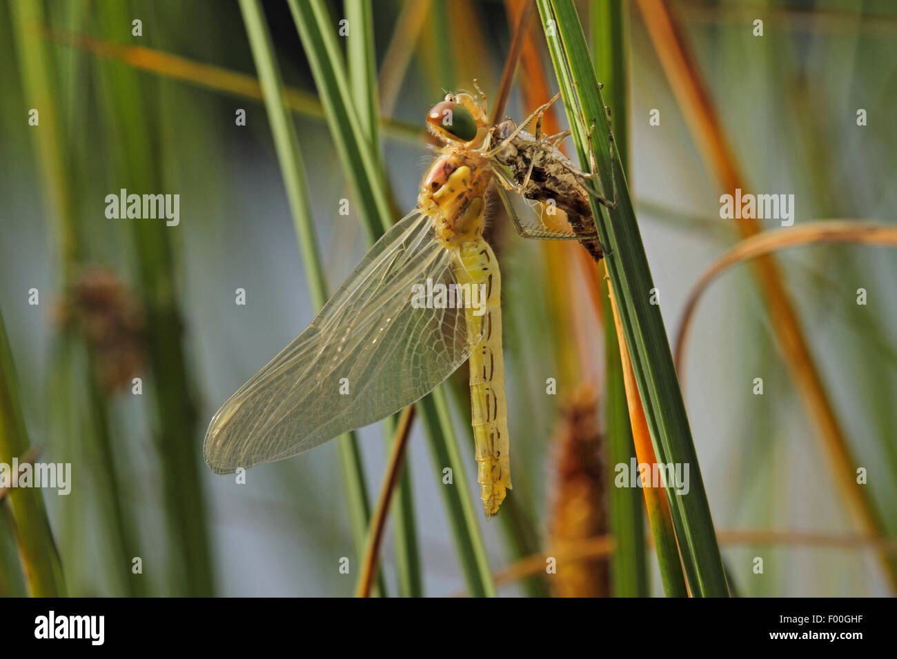 black sympetrum (Sympetrum danae), larva hatches out of its larval skin ...