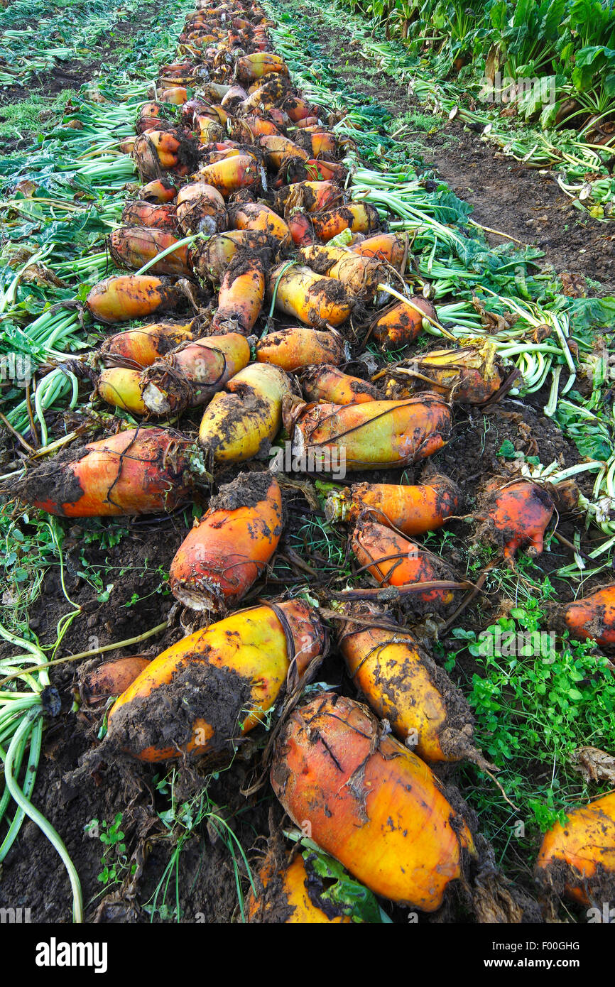 root beet (Beta vulgaris), Field with beets, Belgium Stock Photo - Alamy