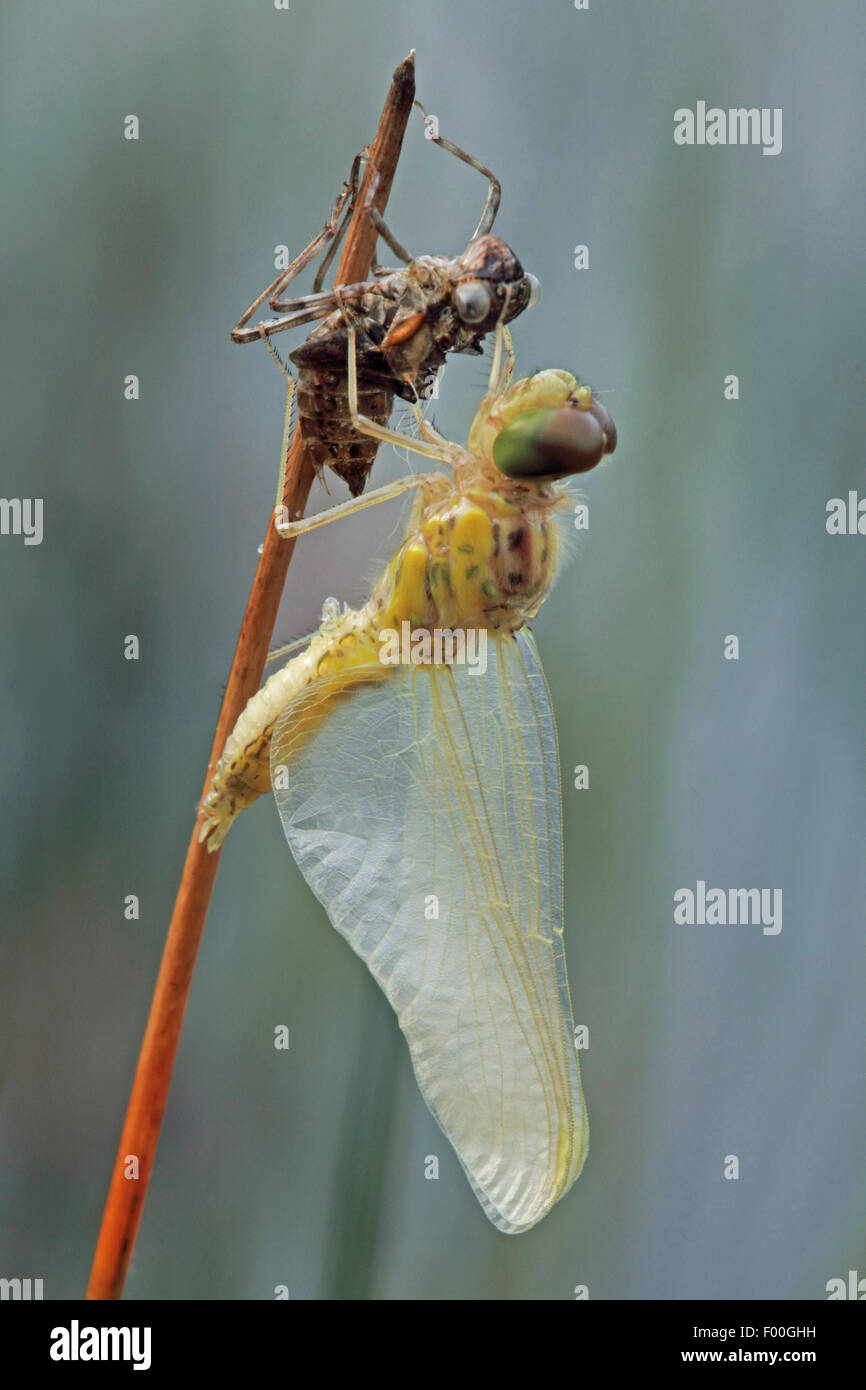 black sympetrum (Sympetrum danae), larva hatches out of its larval skin ...