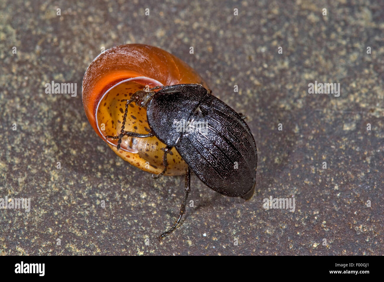 Silpha Atrata High Resolution Stock Photography and Images - Alamy