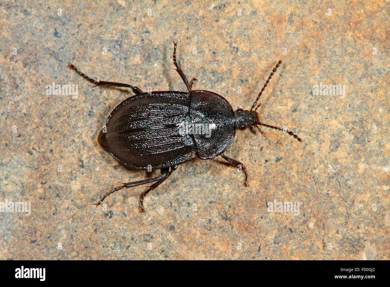 Phosphuga atrata (Phosphuga atrata, Silpha atrata), on a stone, Germany ...
