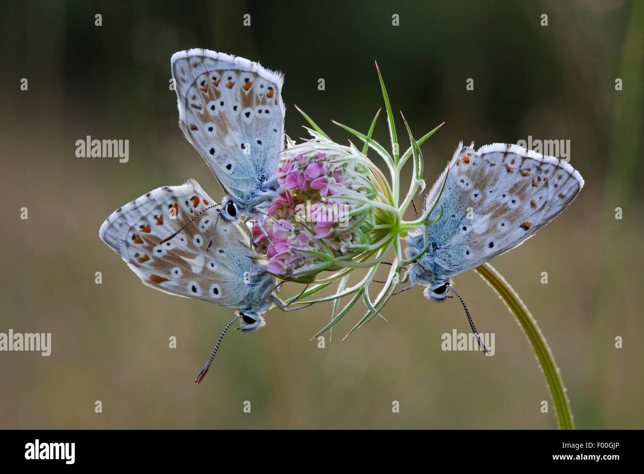 Chalkhill blue butterflies hi-res stock photography and images - Alamy