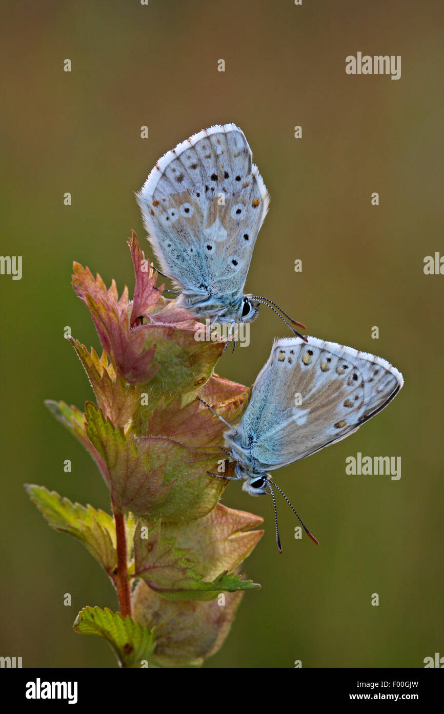Chalkhill Blue Butterflies Stock Photos & Chalkhill Blue Butterflies ...
