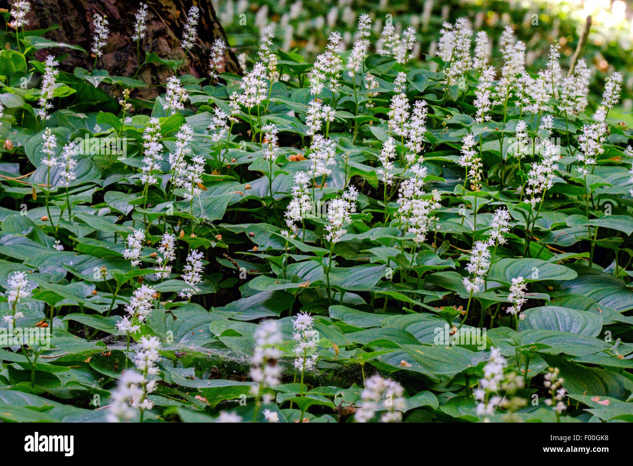 may lily (Maianthemum bifolium), blooming, Germany, Mecklenburg-Western ...