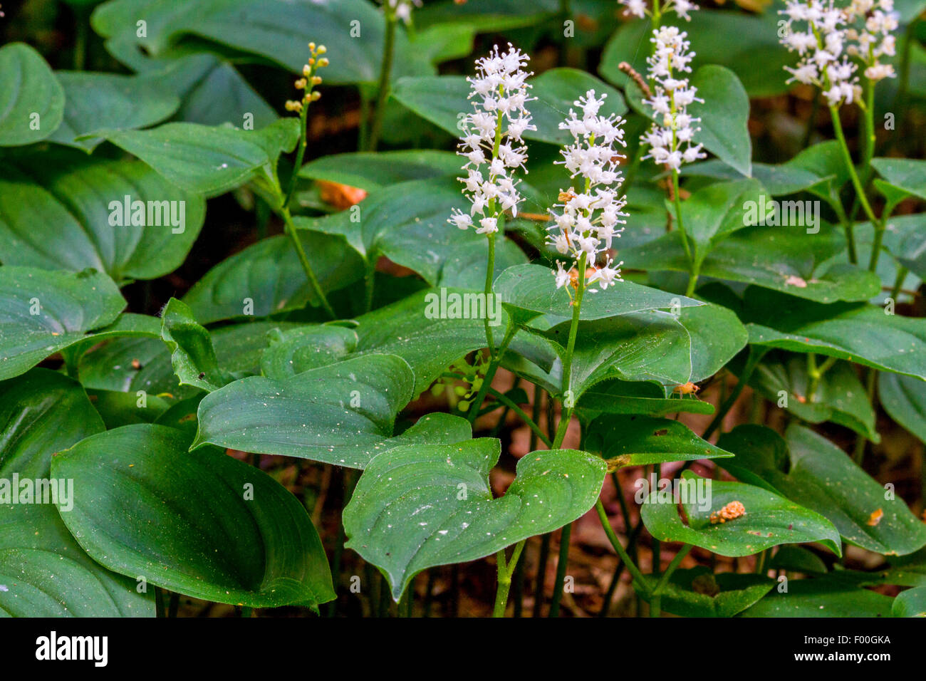 May lily maianthemum bifolium hi-res stock photography and images - Alamy