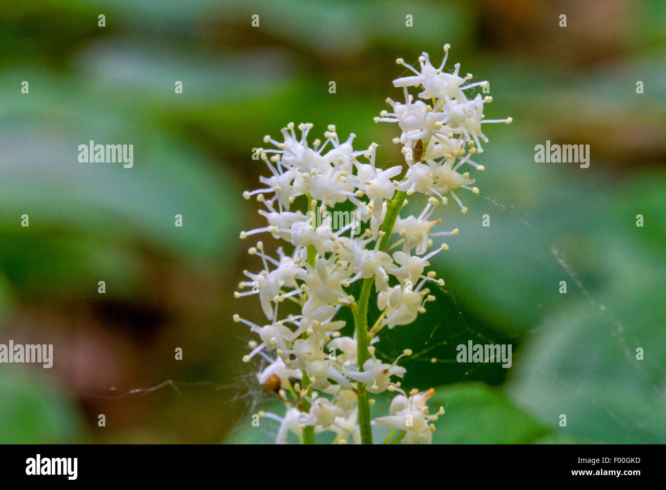 May lily maianthemum bifolium hi-res stock photography and images - Alamy
